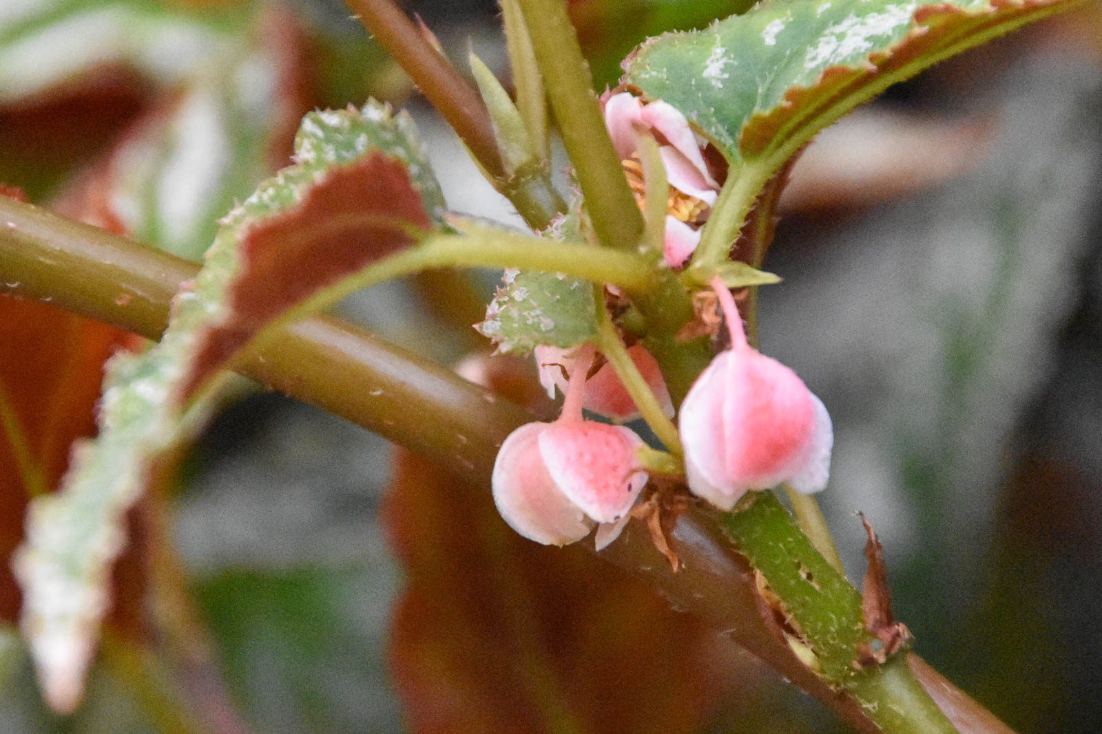 Begonia mariachristinae blommar